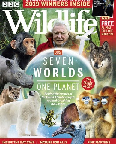 BBC Wildlife Magazine: national recognition - Greater Horseshoe
